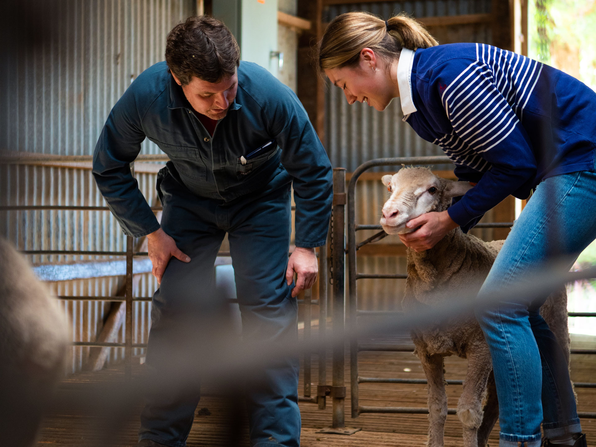 Creating a fast and effective lice test for sheep | Davies Livestock ...