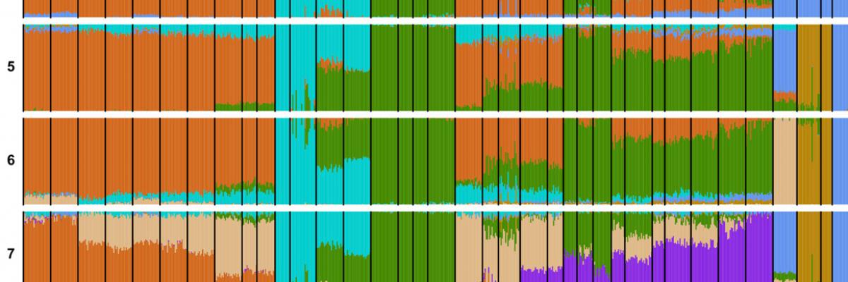 Where do Hong Kong’s feral cattle come from? | Davies Livestock ...
