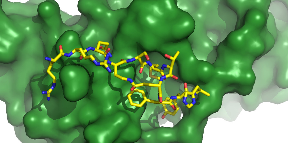 Designer molecule targets cancer growth protein | Faculty of Sciences ...