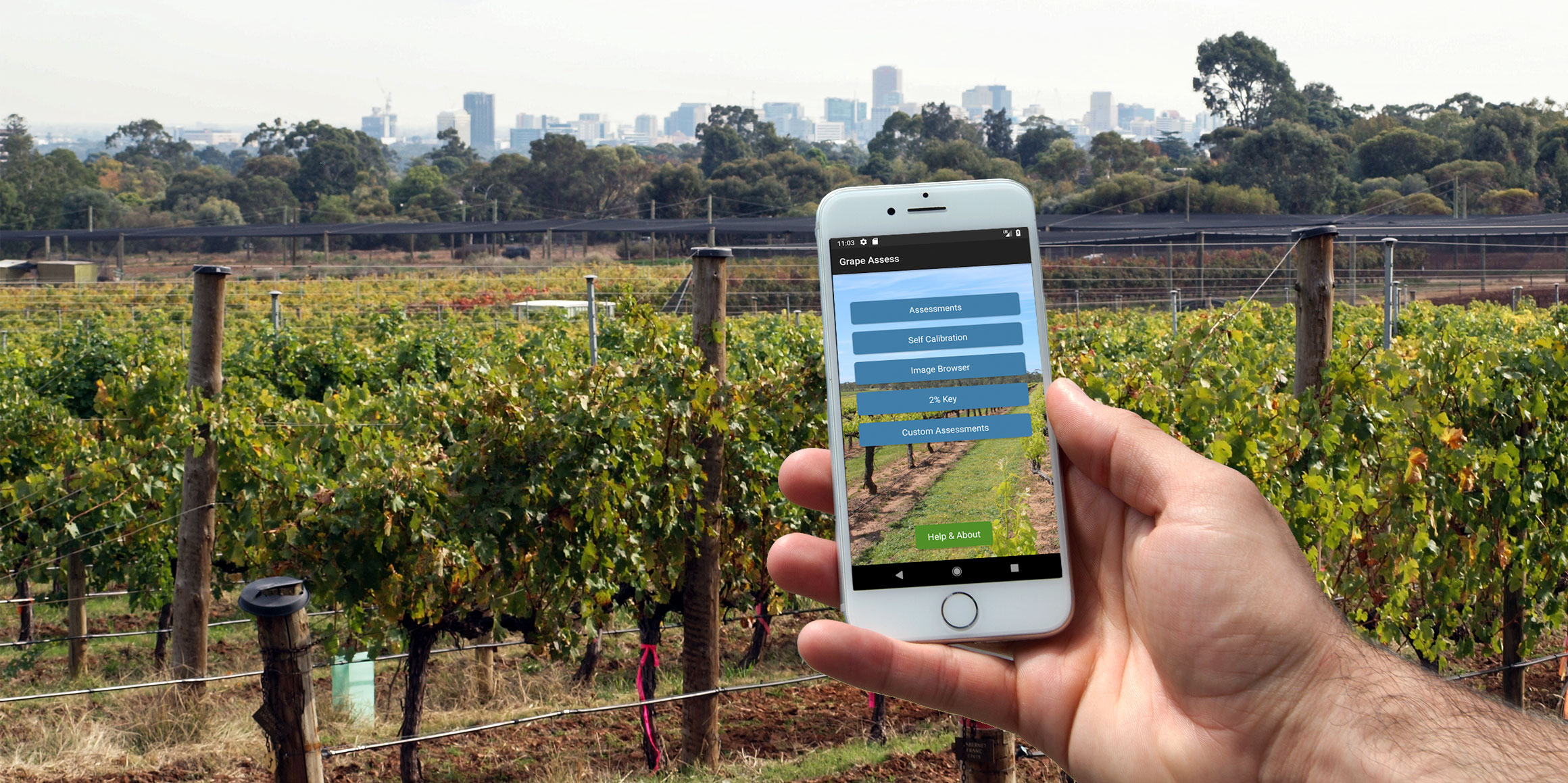 Support for grapegrowers in the palm of their hand | Faculty of ...