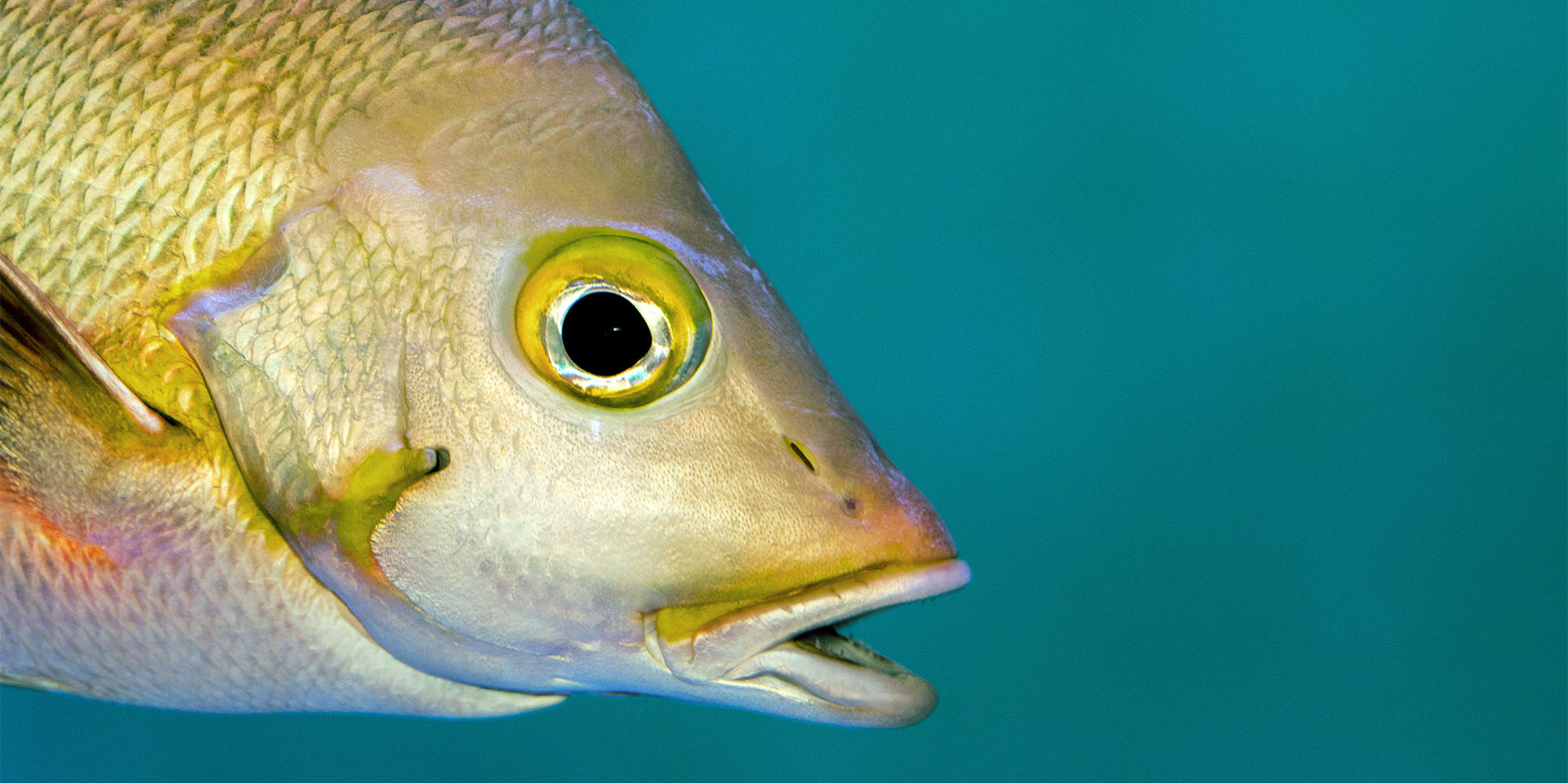 The secret lives of fish | Faculty of Sciences, Engineering and ...