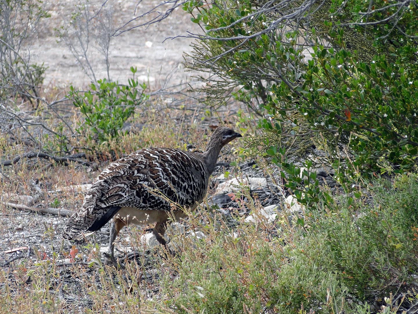 Eyre Peninsula malleefowl chick discovery excites ecologists | Faculty ...