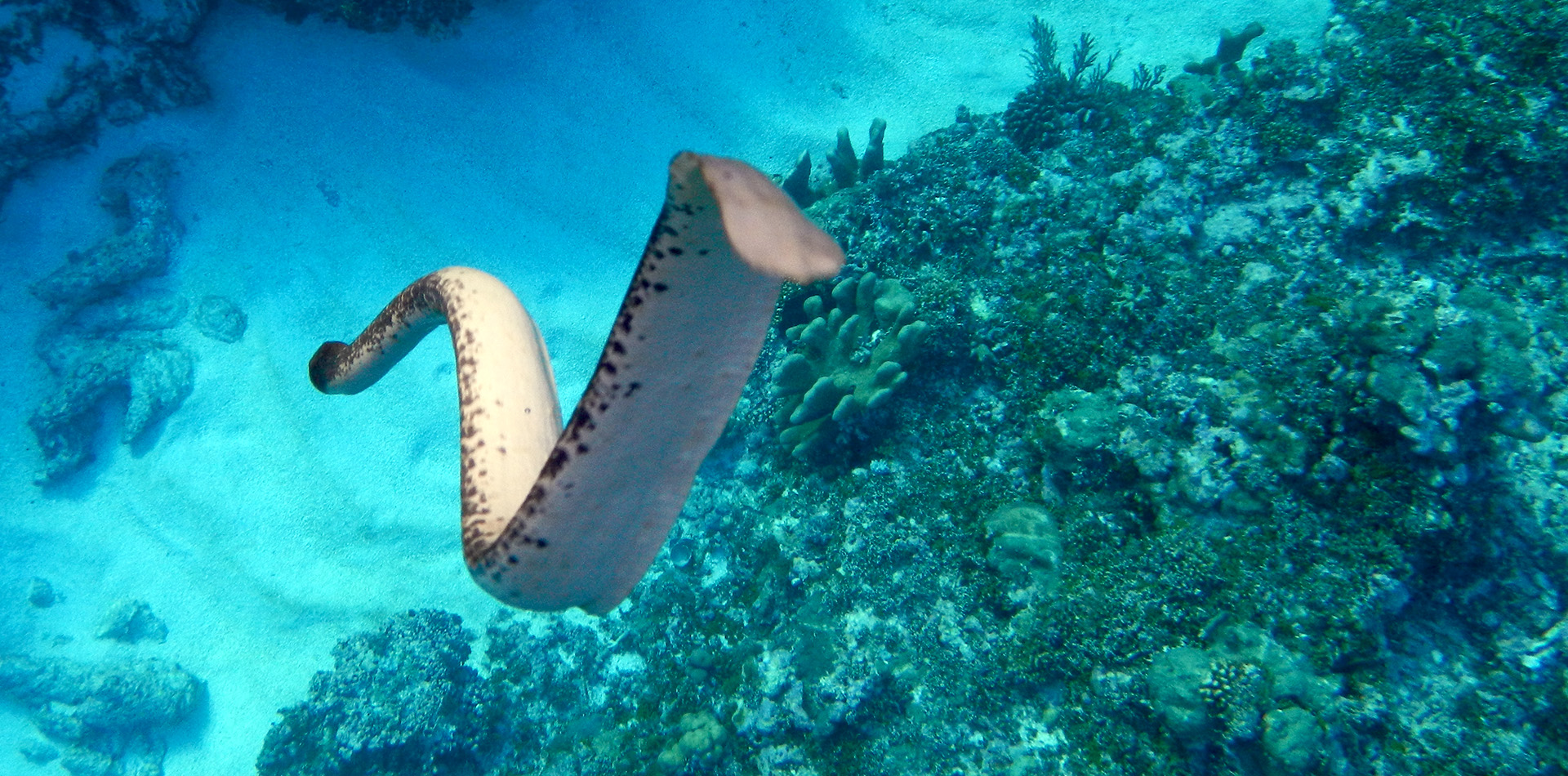 From land to sea - the visual evolution of elapid snakes | Faculty of ...