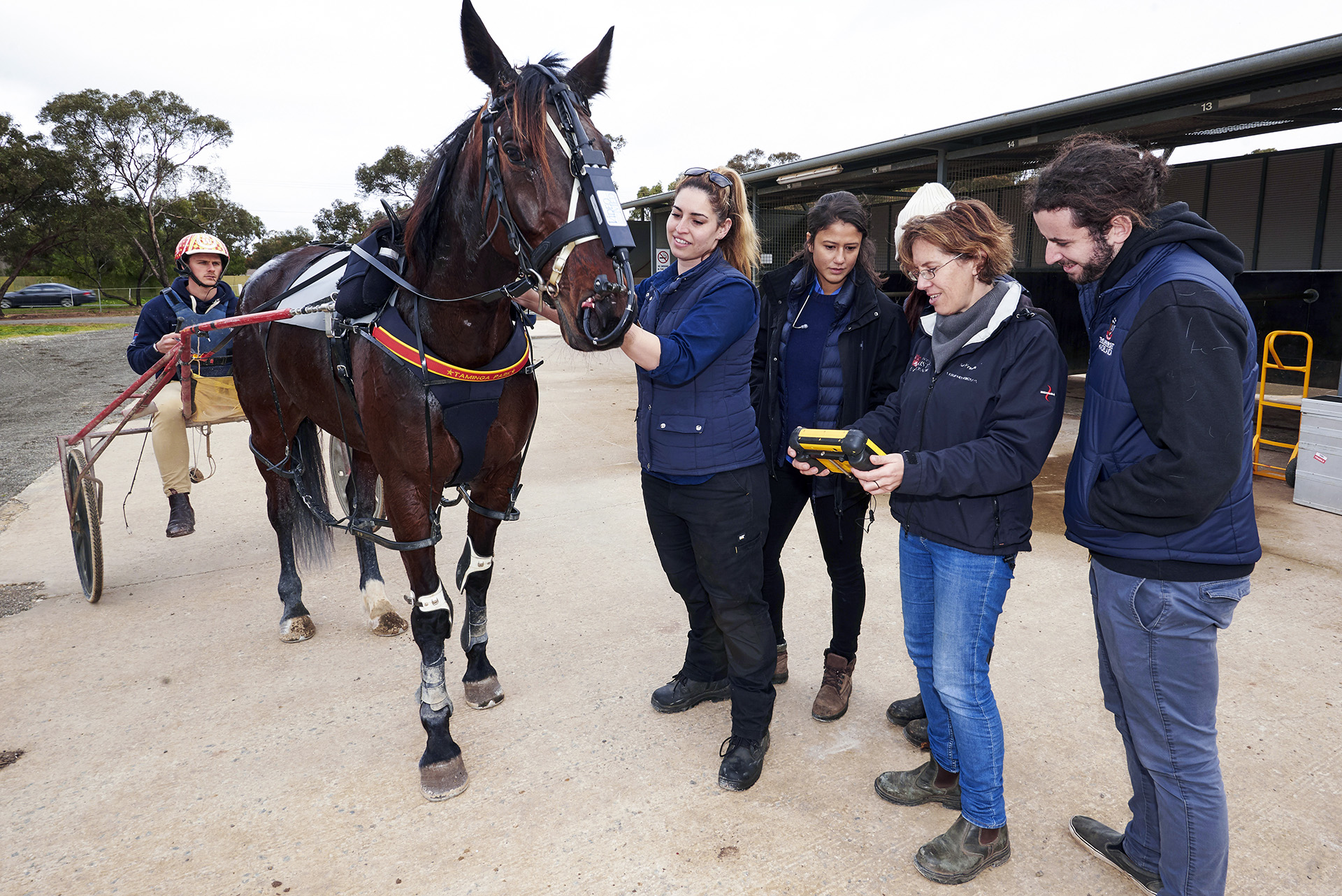 Equine lameness & biomechanics | Faculty of Sciences, Engineering and ...