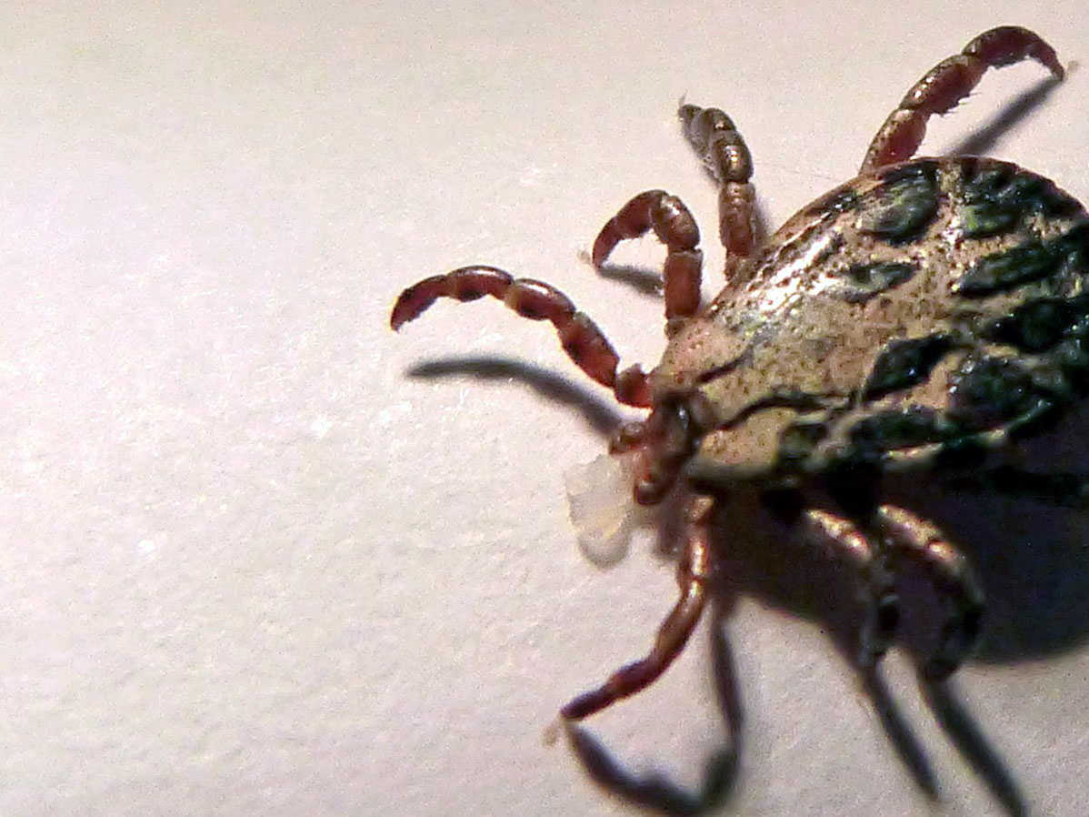 Occurrence & distribution of ticks in South Australia | Faculty of ...