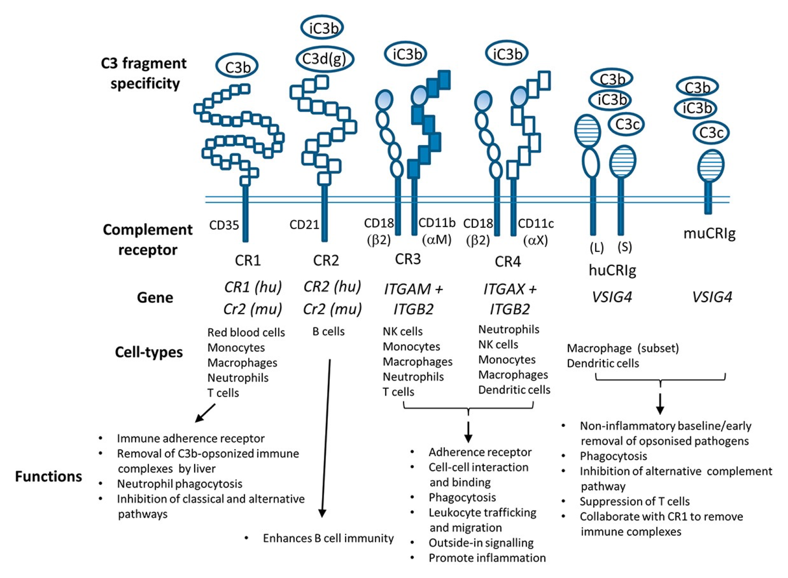 Complement receptor immunoglobulin - infection & immunity ...