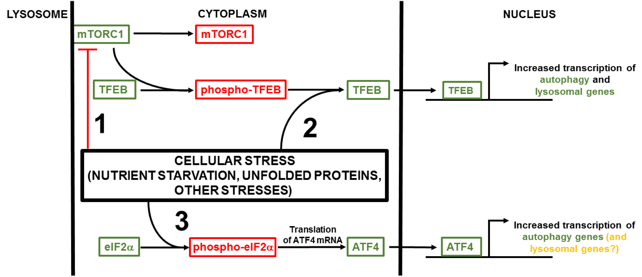 Cellular-stress induced activation of non-TFEB regulated lysosomal ...