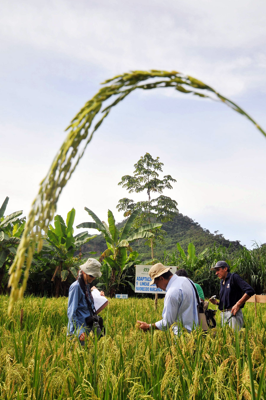 Scientists discover proteins in rice vital for pollination | Faculty of ...