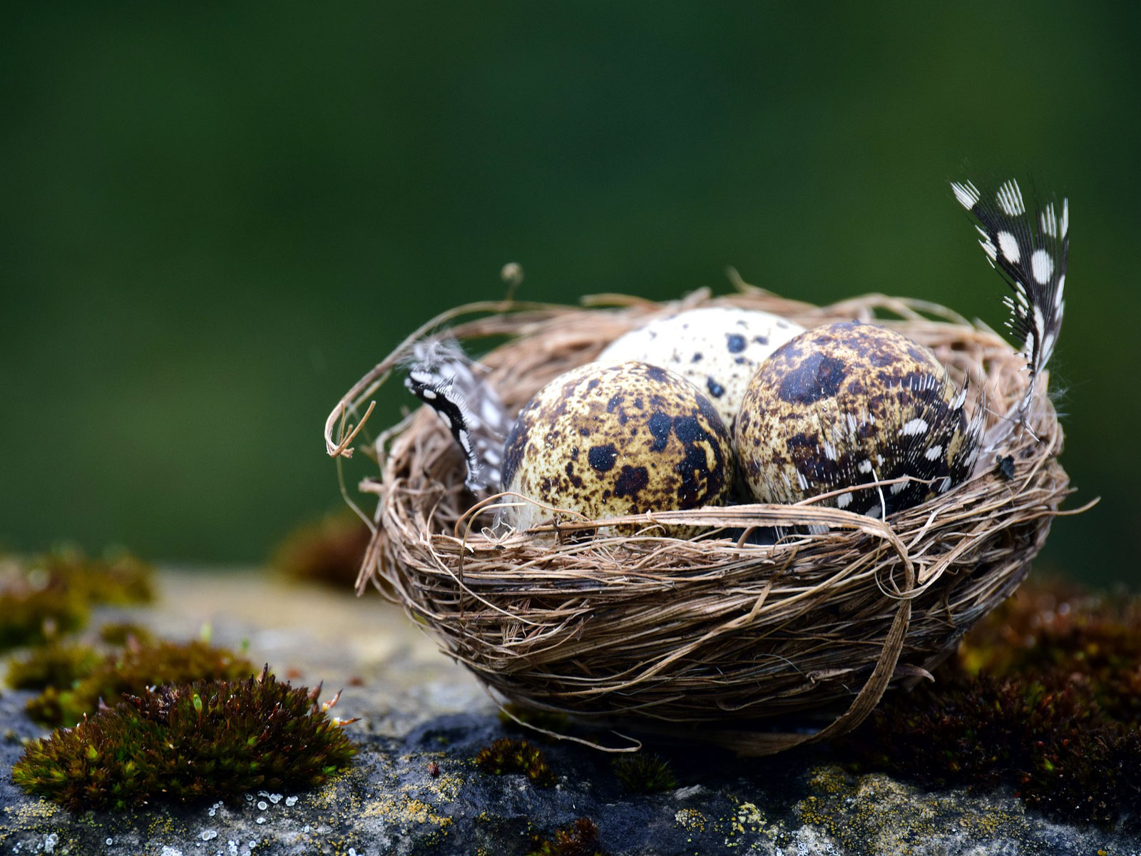 Hot as shell: birds in cooler climates lay darker eggs to keep their ...