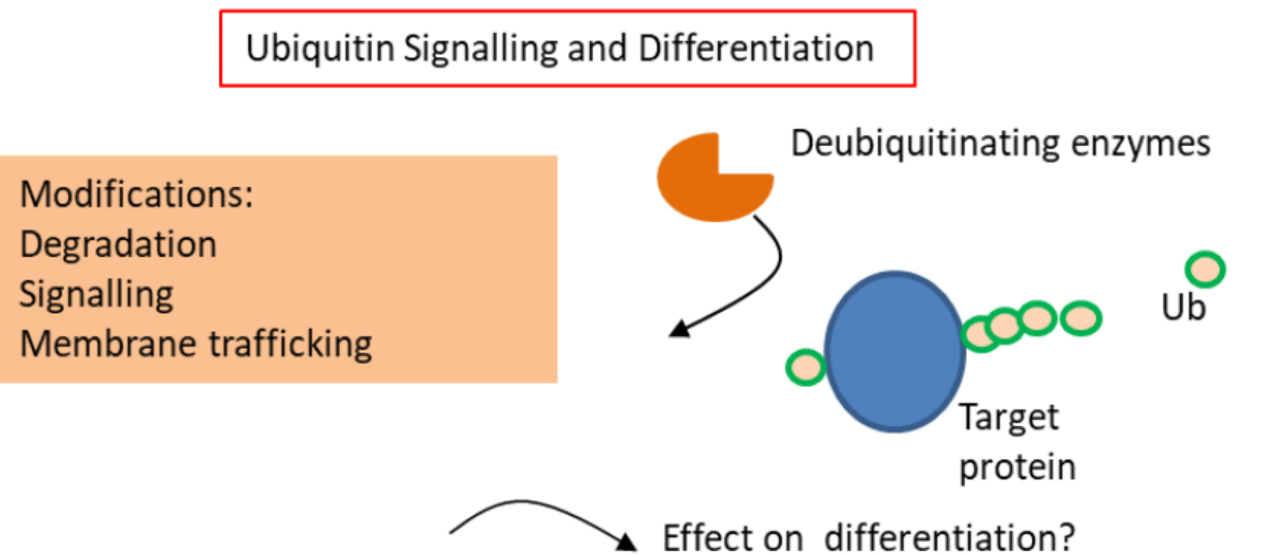 Ubiquitin signalling in human diseases | Faculty of Sciences ...