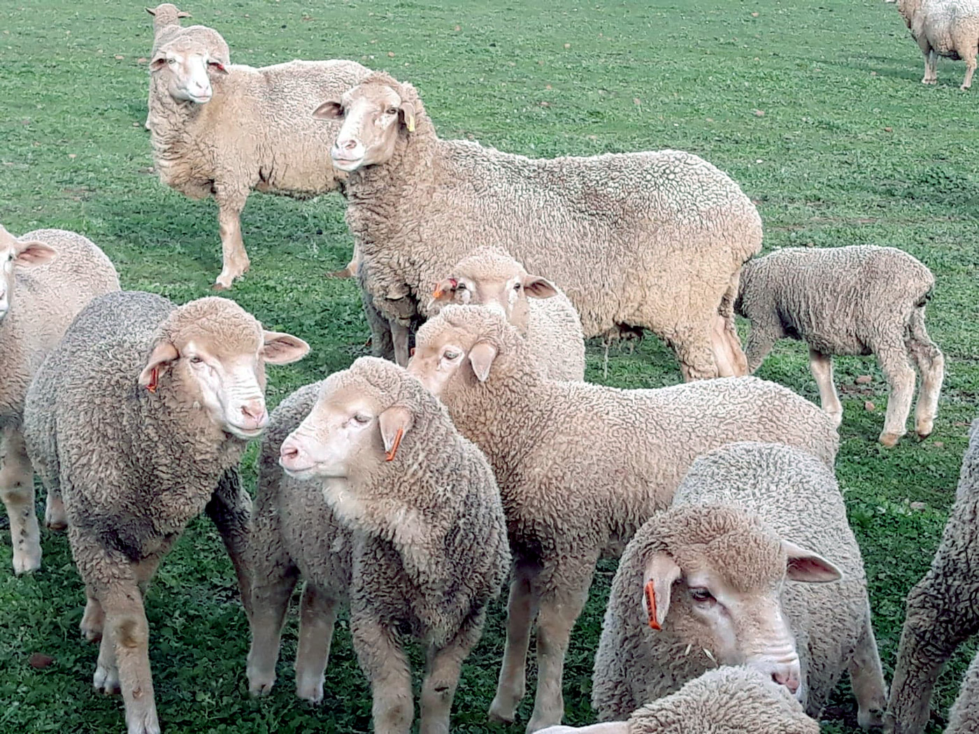 Maternal supplementation to improve lamb survival | Faculty of Sciences ...