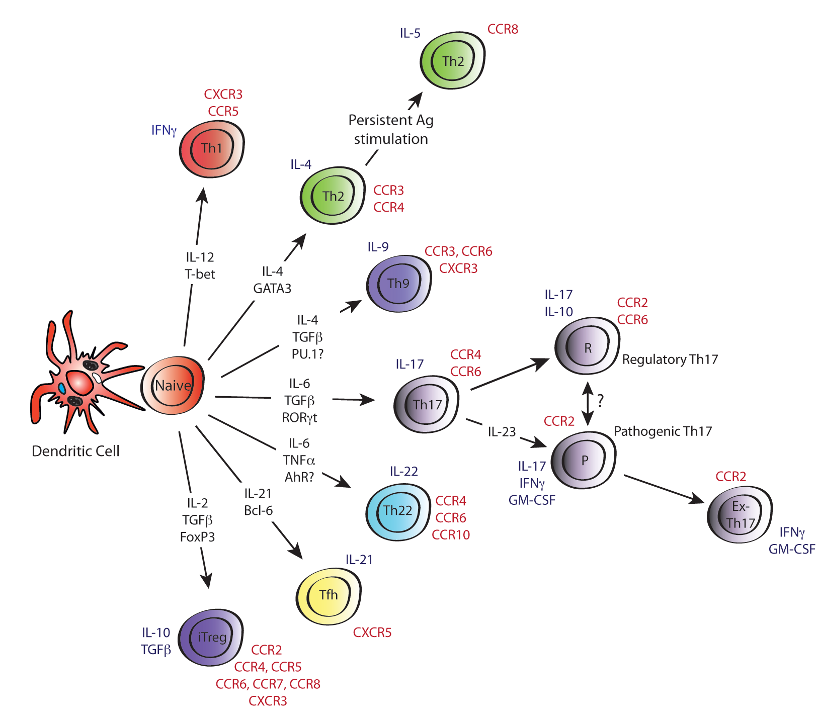 Understanding T cells in autoimmune disease | Faculty of Sciences ...