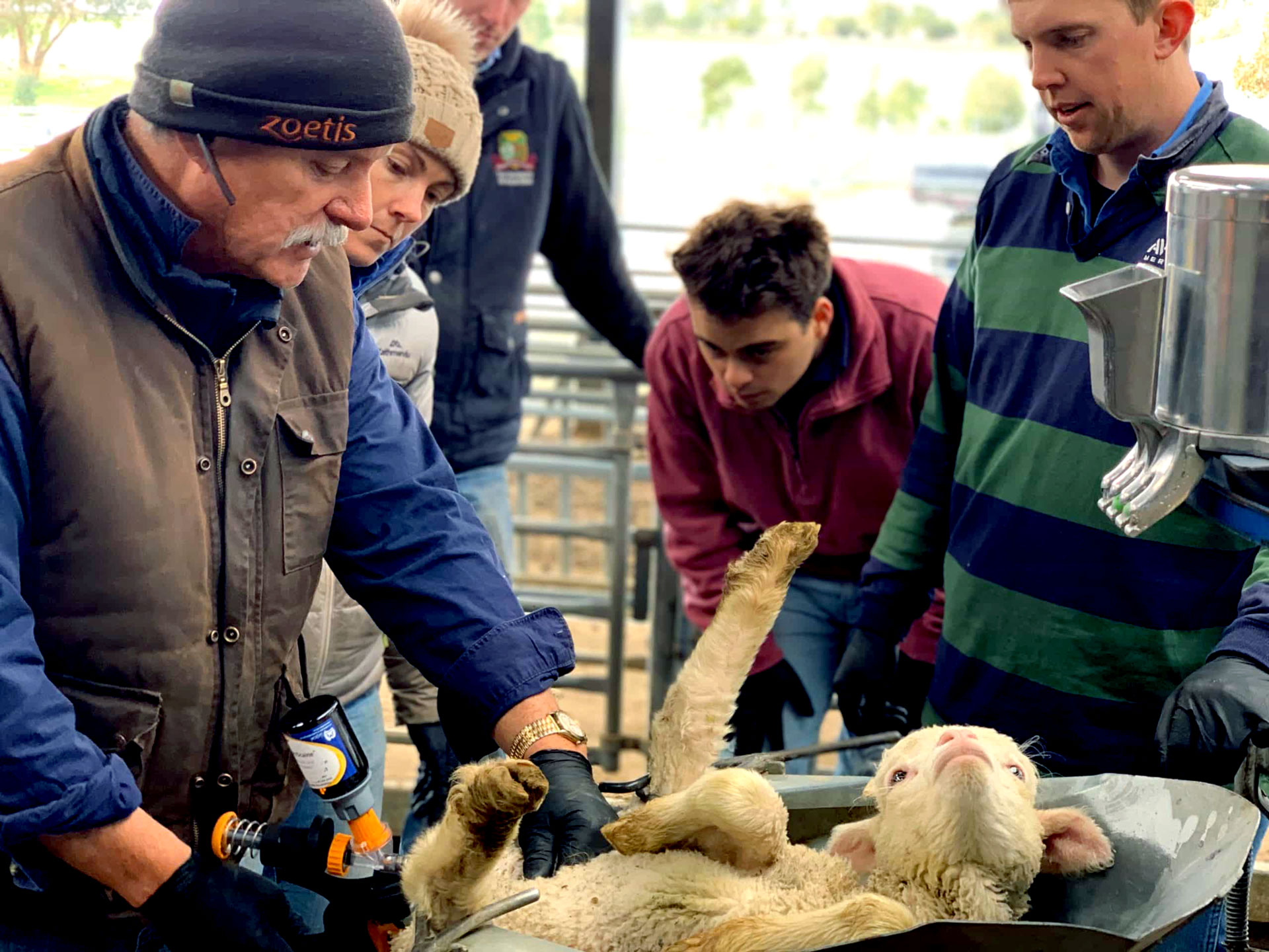 Use of local anaesthesia for lamb marking | Faculty of Sciences ...