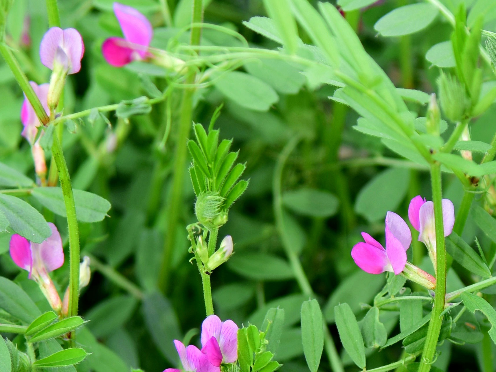 CRISPR genome editing approach for vetch improvement | Faculty of ...