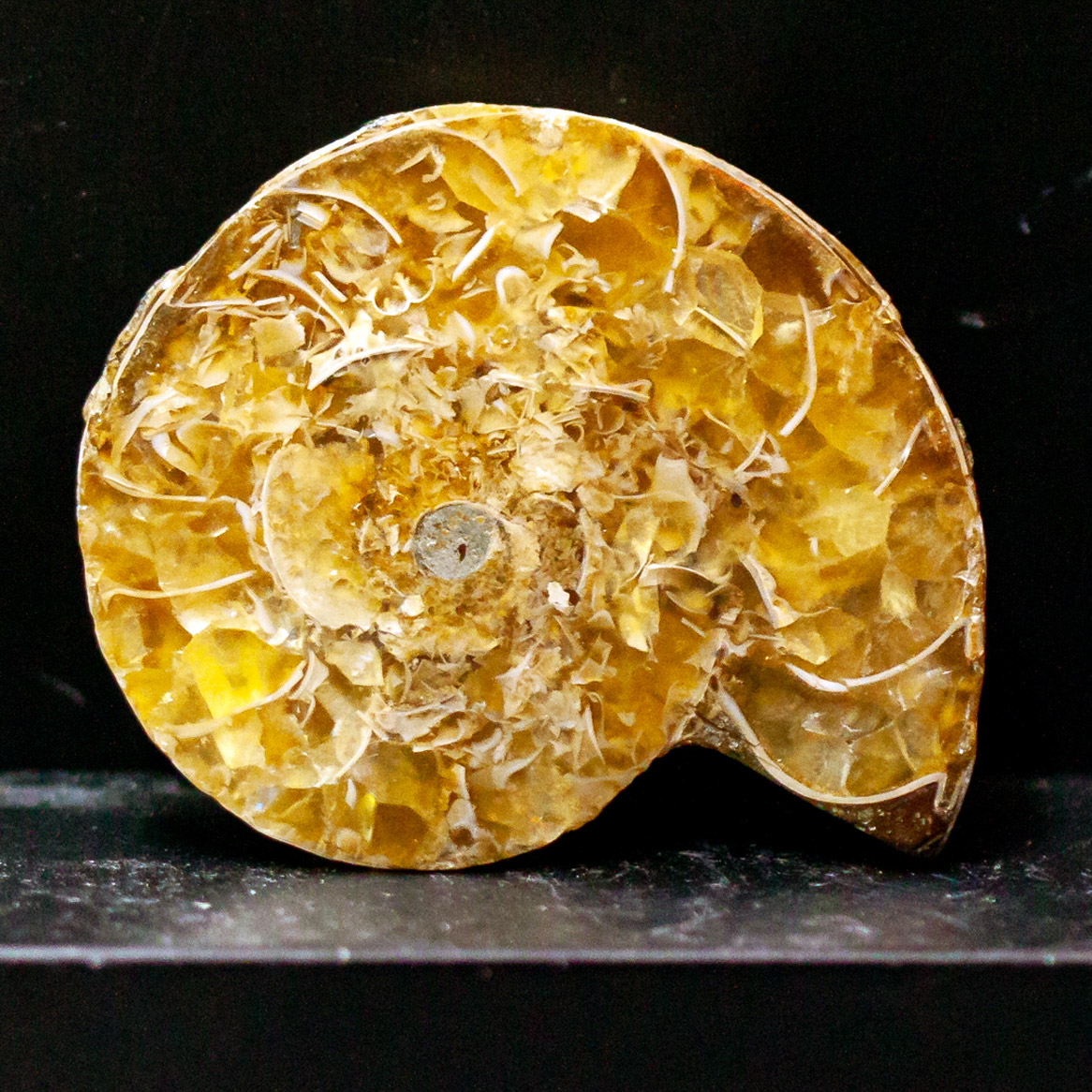 Fossils under a new light | Faculty of Sciences, Engineering and ...