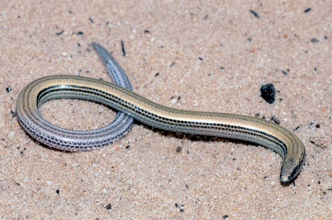 Slender skinks: The evolution of elongated and limbless lizard bodies ...