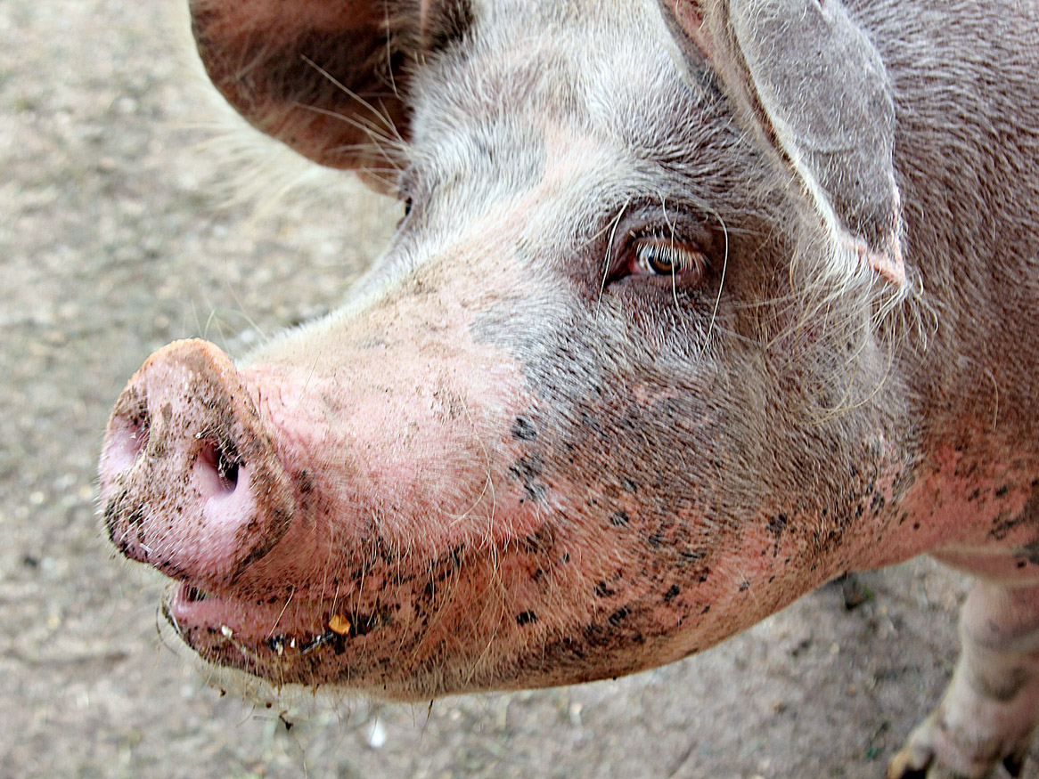 Uterine priming and pig fertility | Faculty of Sciences, Engineering ...