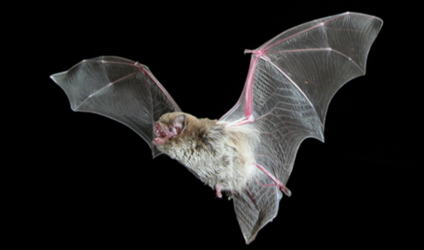 How do insectivorous echolocating bats use arid rangeland conservation ...