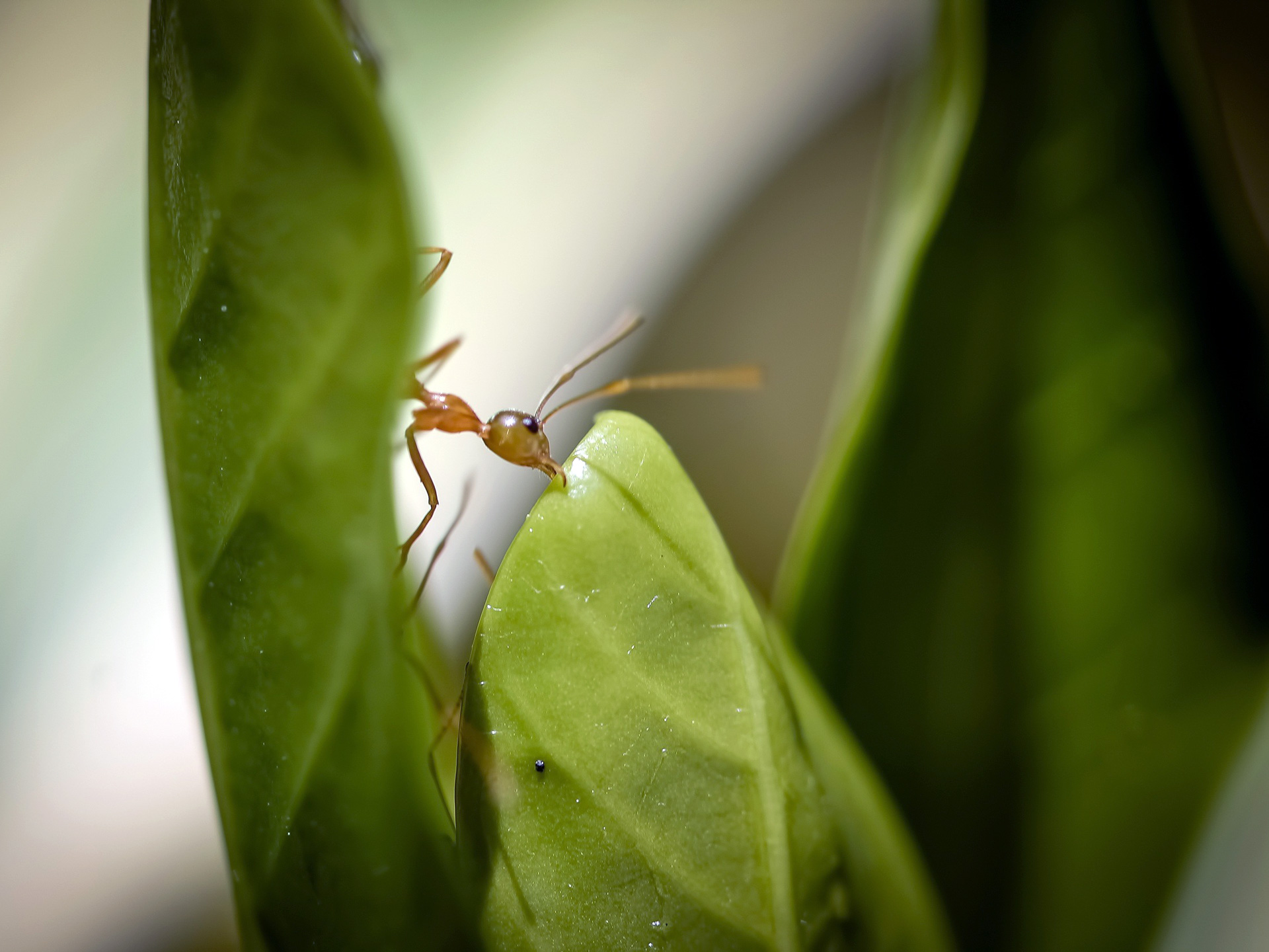New research puts bugs to the taste test | Faculty of Sciences ...